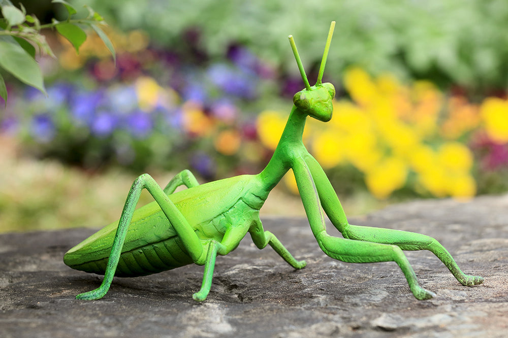 Sarcelle Praying Mantis
